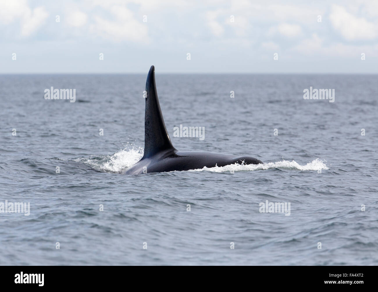 Orca killer whale orcinus orca hi-res stock photography and images - Alamy