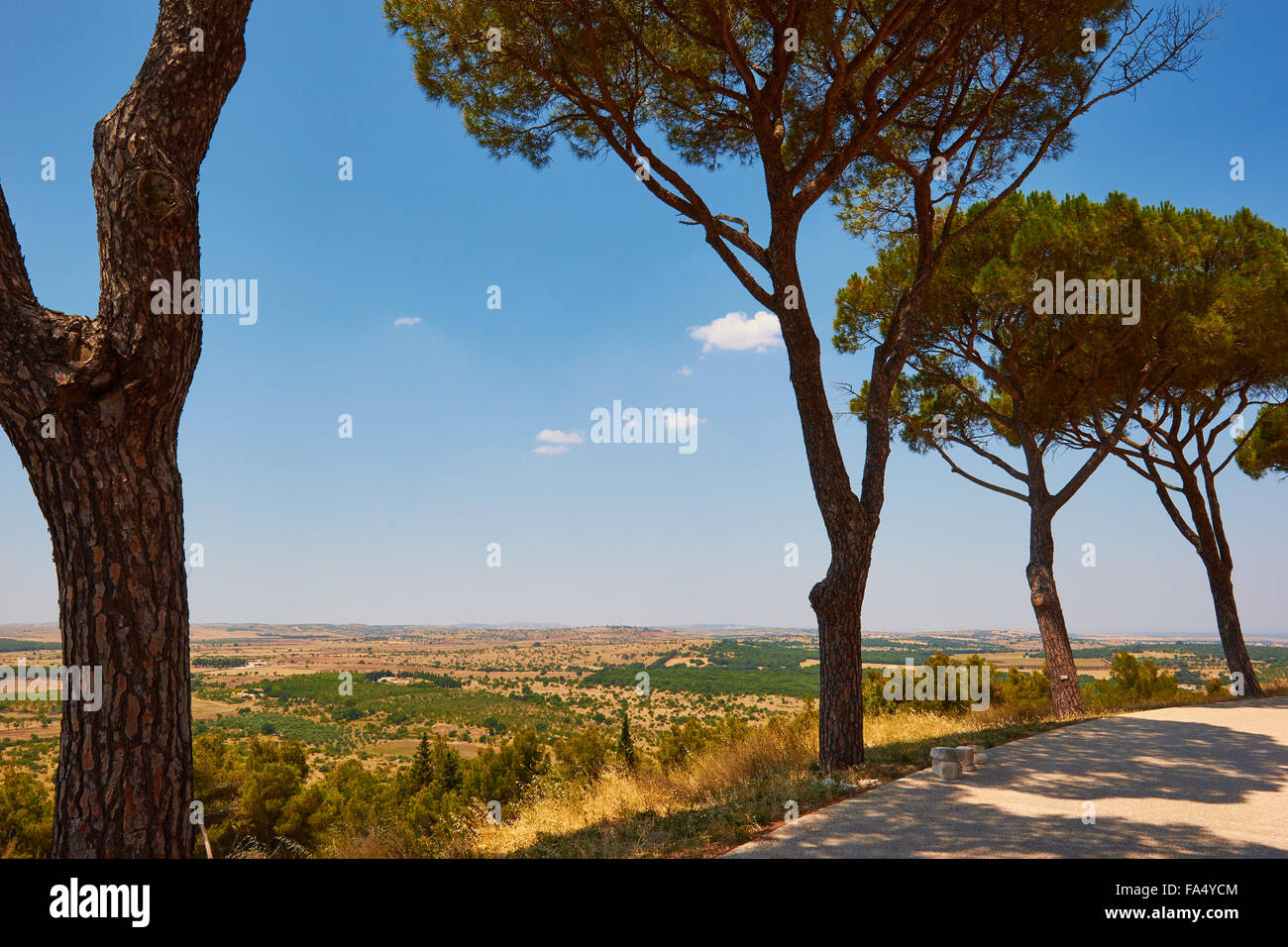 Panorama of the Puglian countryside with stone pine (pinus Pinea) trees ...