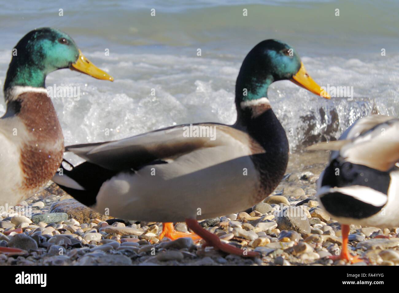 mallard duck on the beach of Garda lake in northern Italy Stock Photo ...