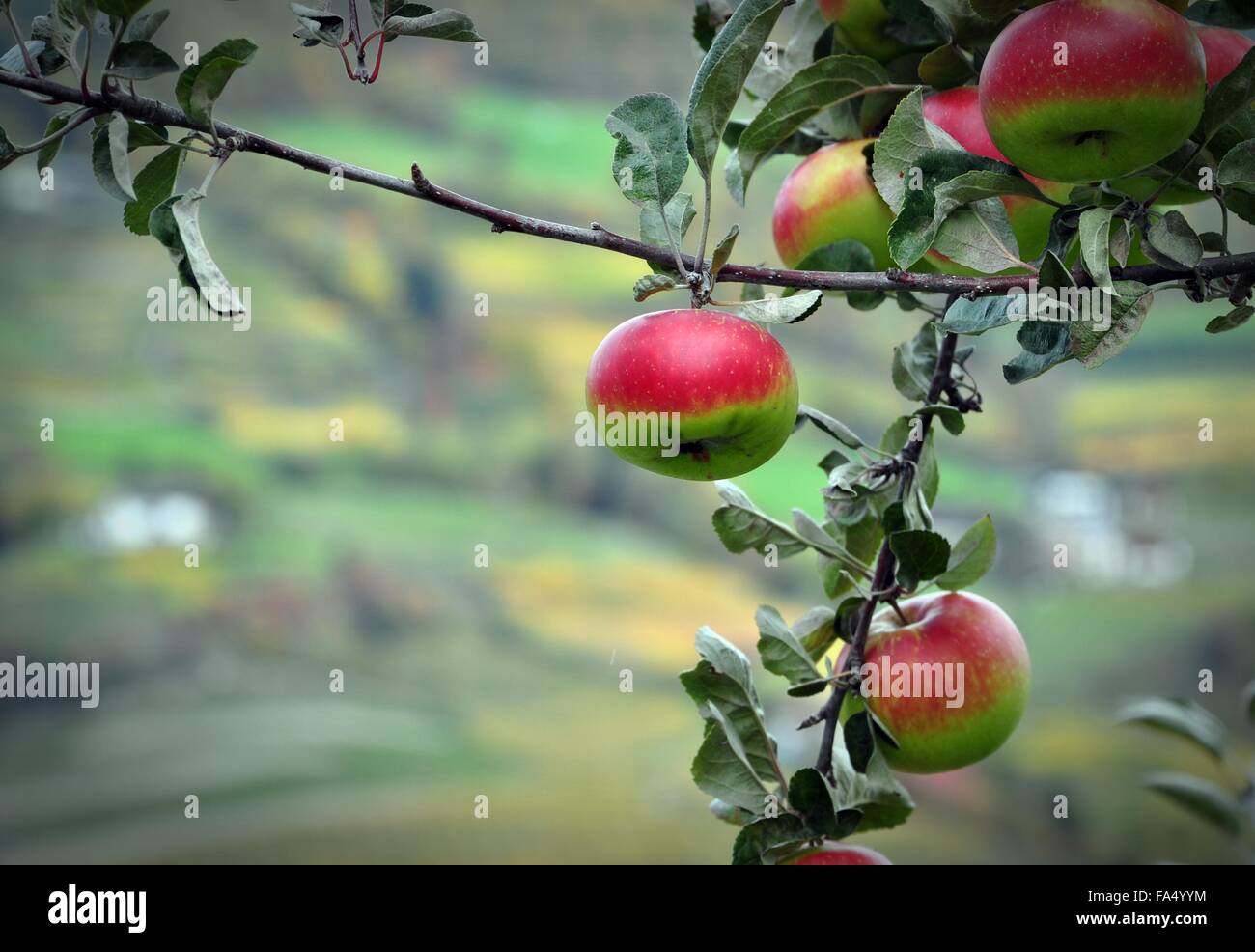 red and green apple hanging on tree Stock Photo - Alamy