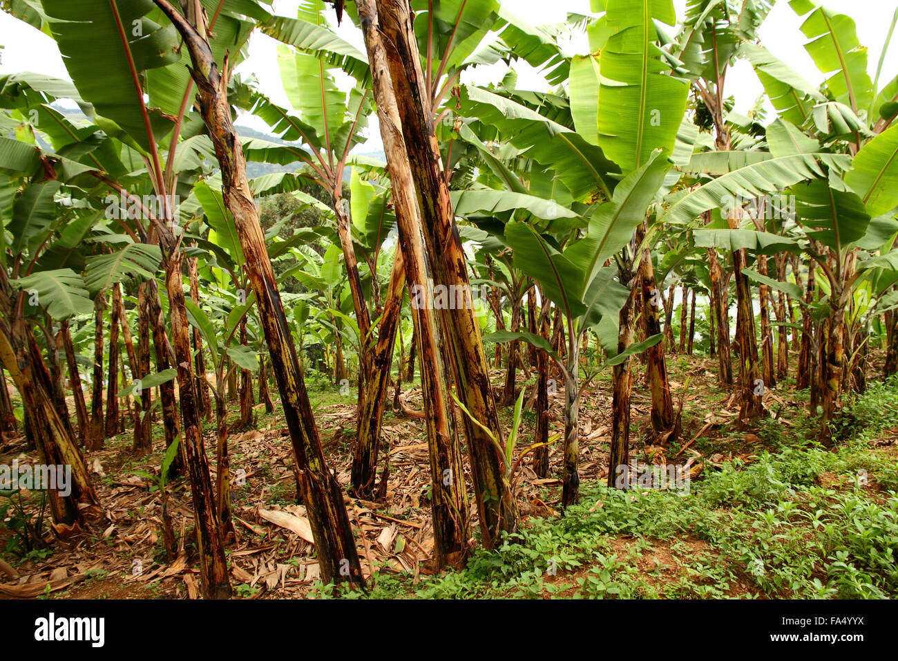 A field of banana trees on a farm Stock Photo - Alamy