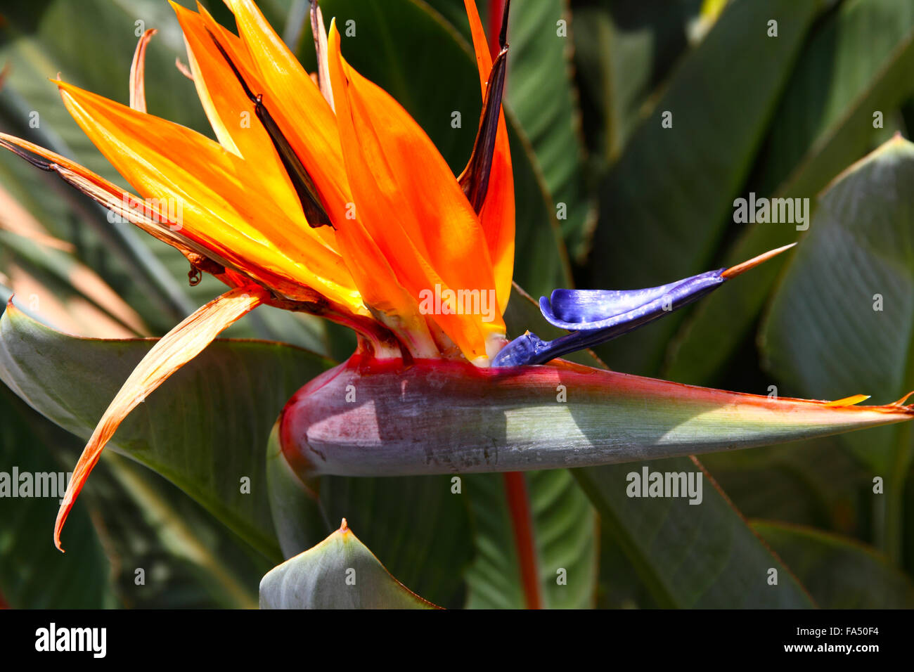 Orange bird paradise flower leaves hi-res stock photography and images ...