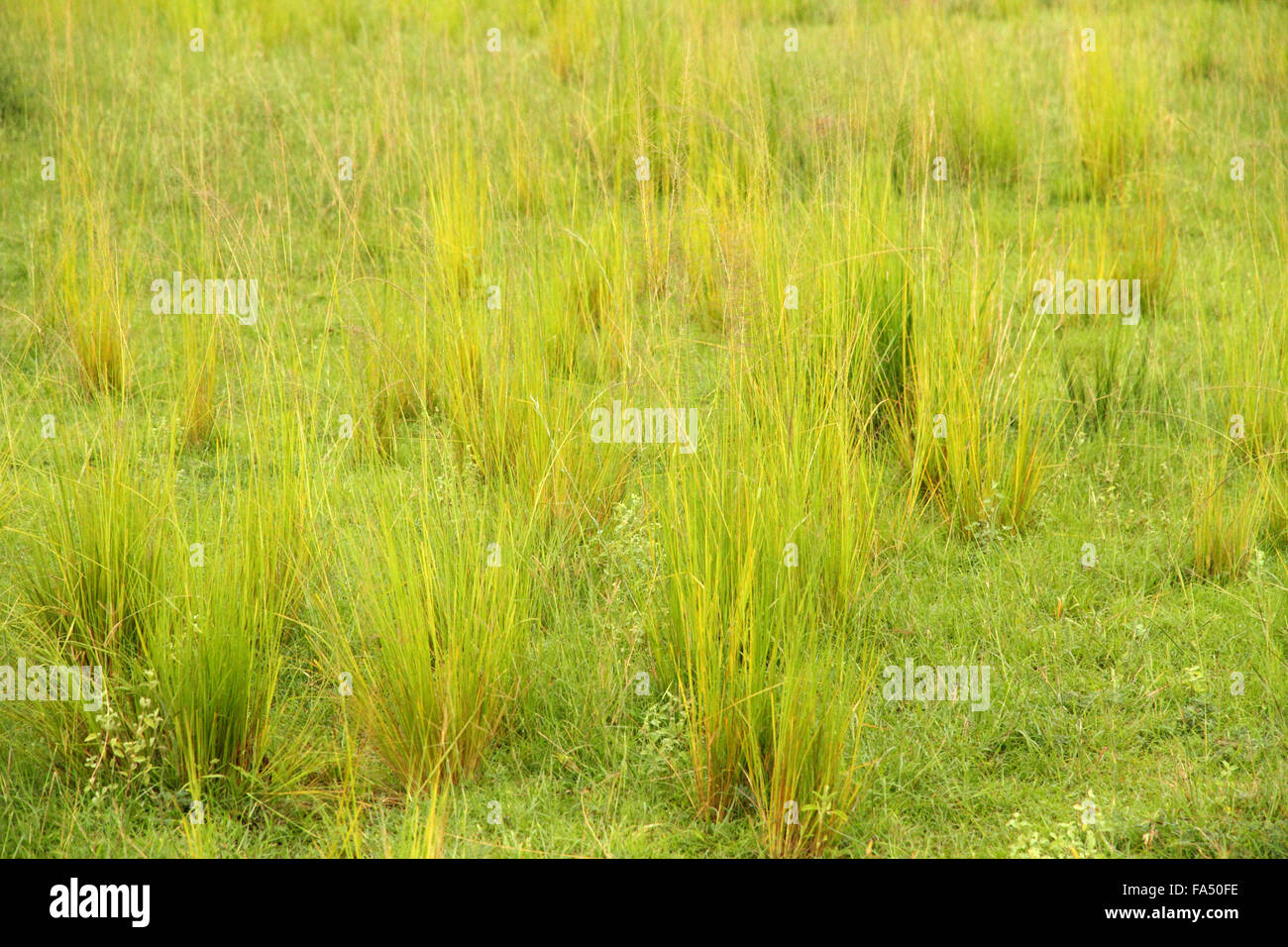 Bright yellow green clumps of grass in the african savannah in Uganda ...
