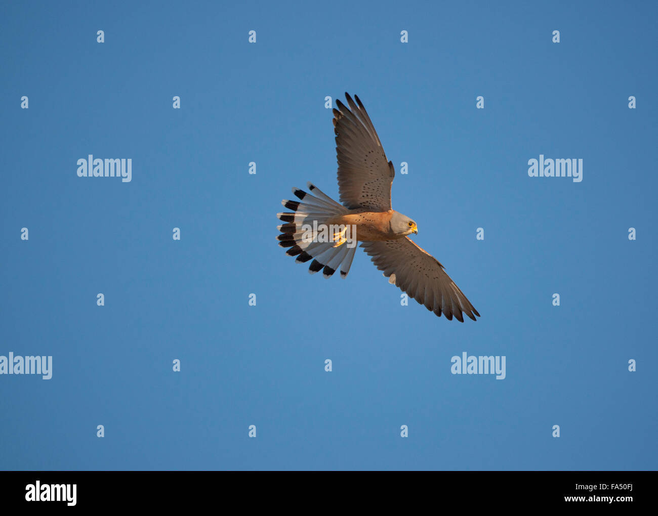 Lesser Kestrel, Falco naumanni Stock Photo - Alamy