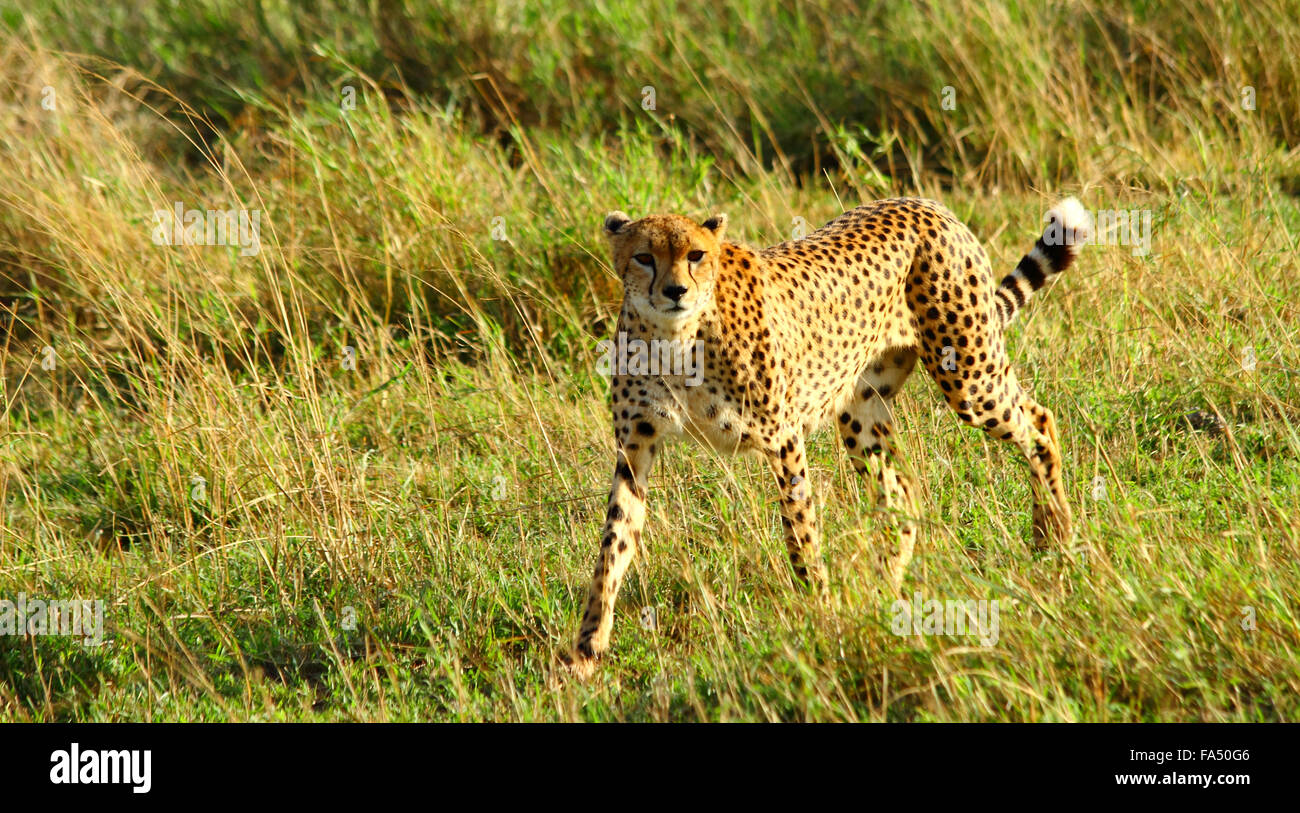 A lone female cheetah stares dramatically into the camera Stock Photo ...