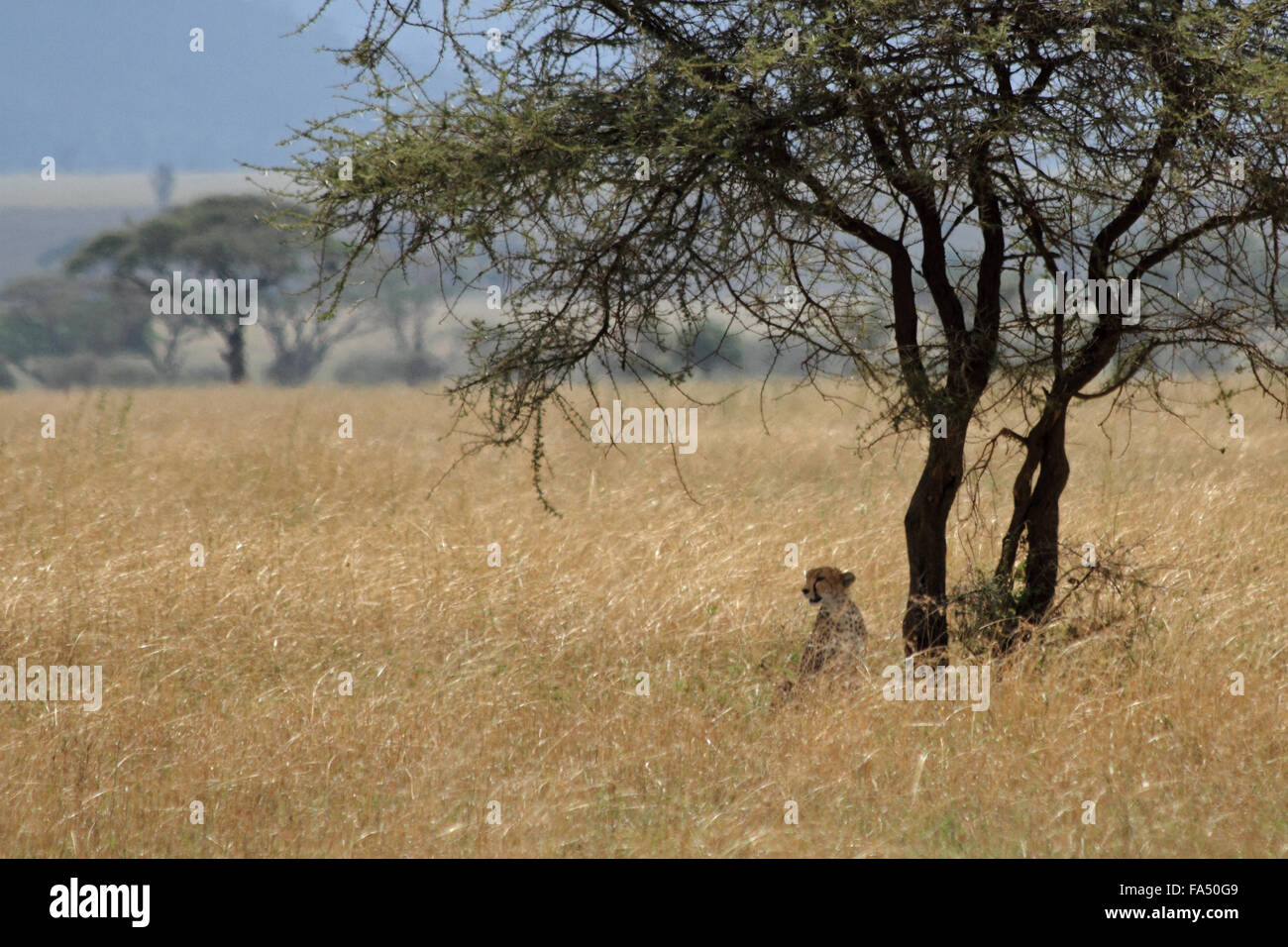 Cat Tree High Resolution Stock Photography and Images - Alamy