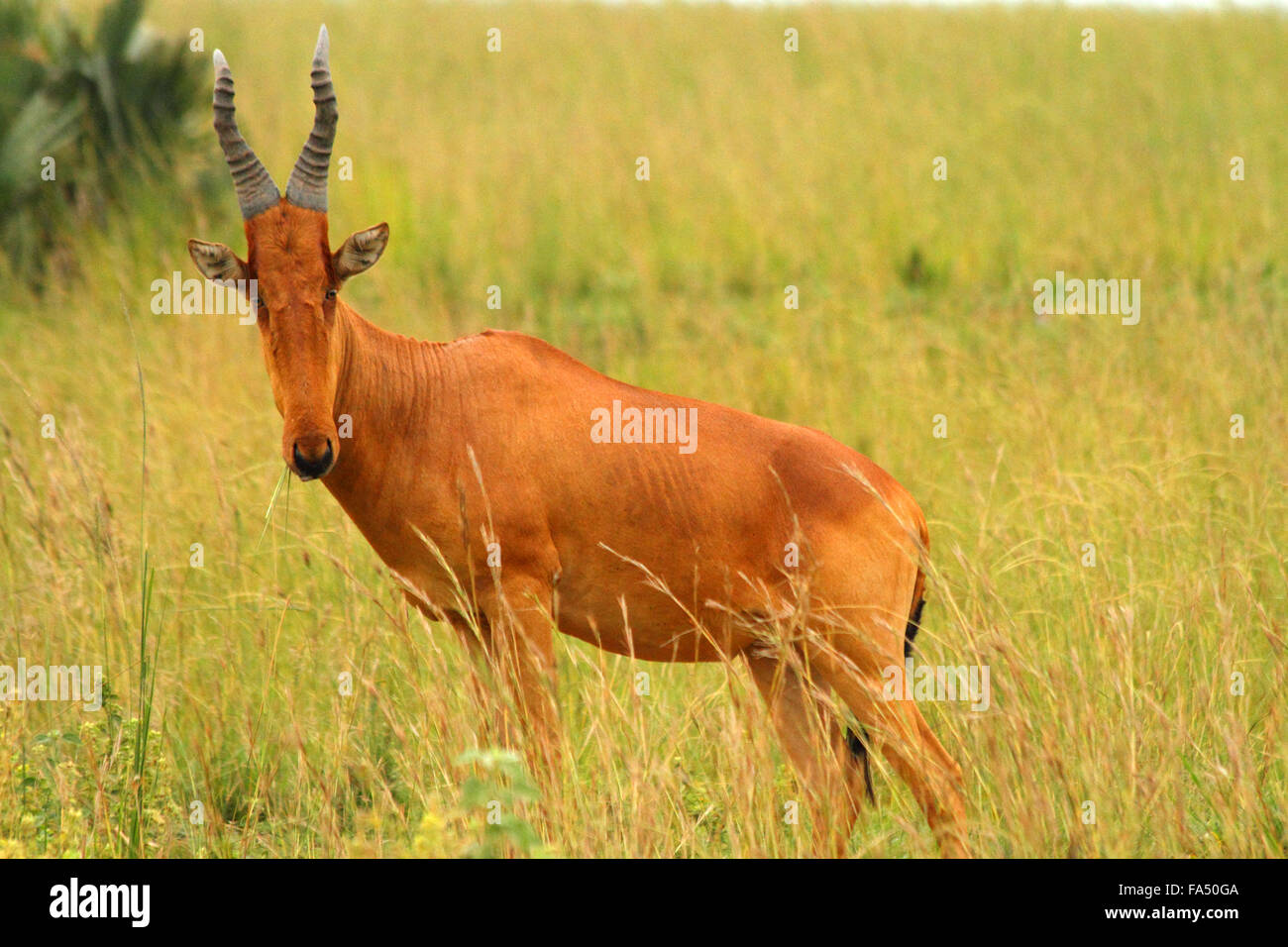 Hartebeest uganda africa hi-res stock photography and images - Alamy