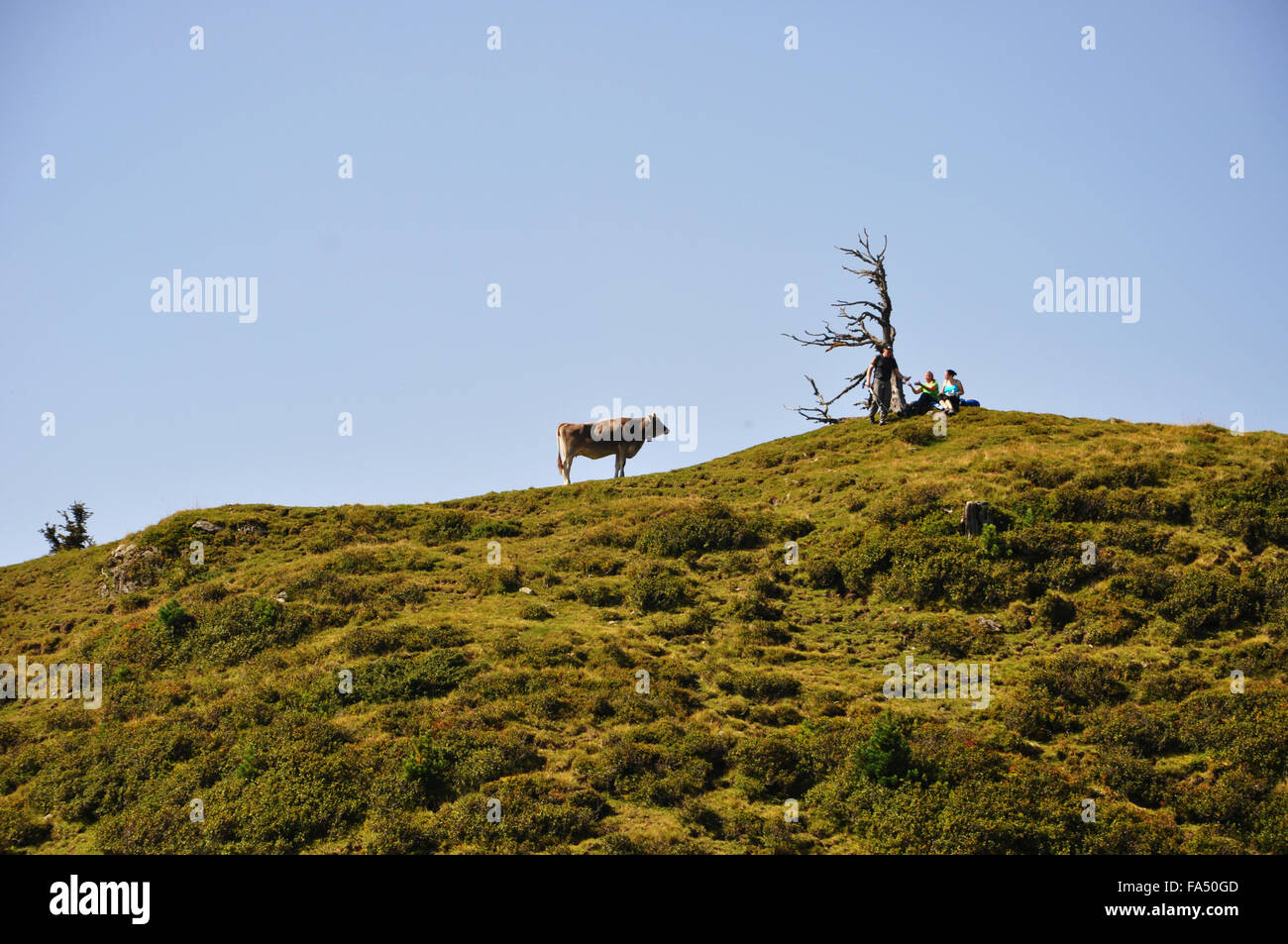 cow on grassy hill old tree trunk Stock Photo - Alamy