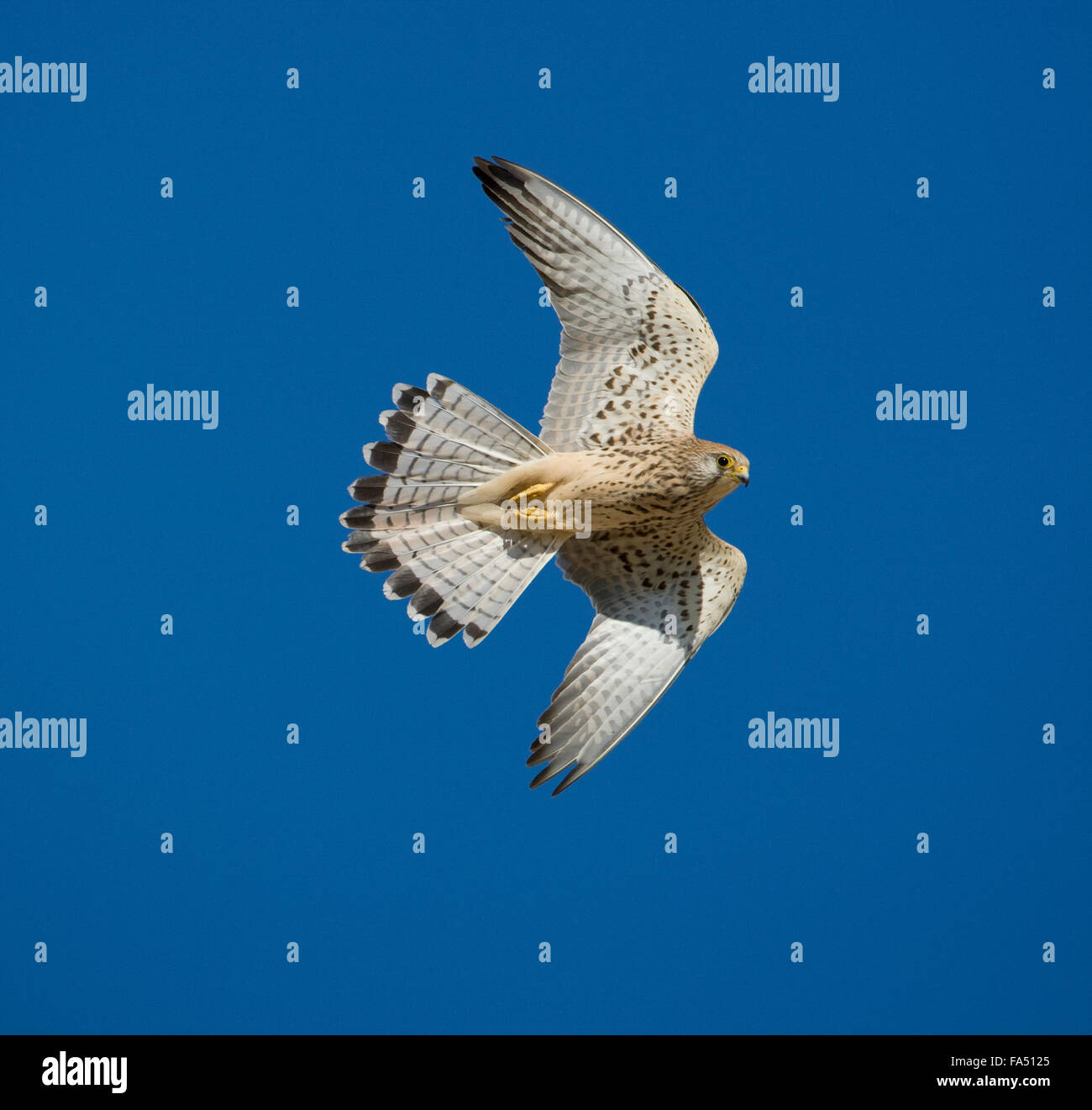 Lesser Kestrel, Falco naumanni Stock Photo - Alamy