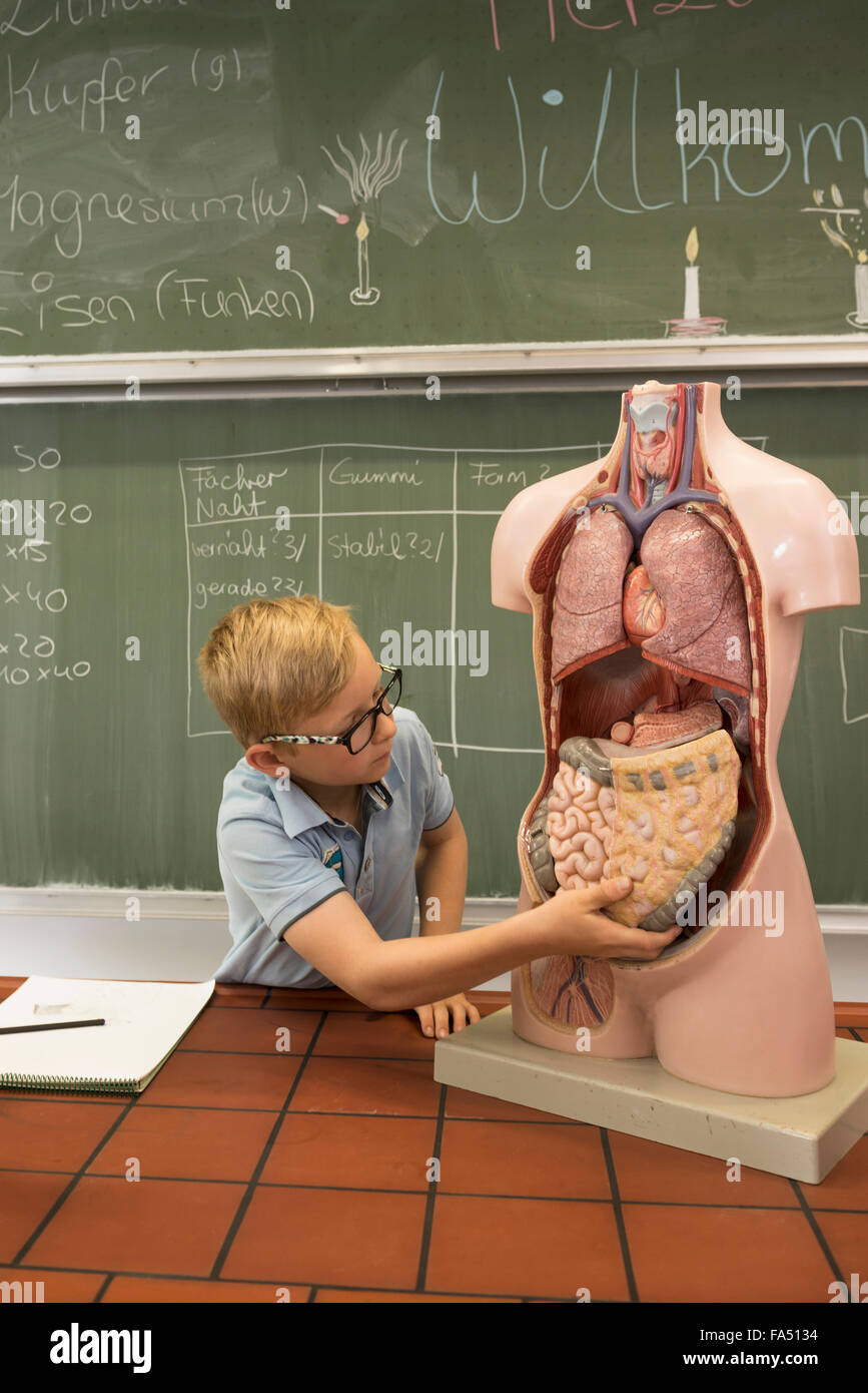 Human anatomical model hi-res stock photography and images - Alamy