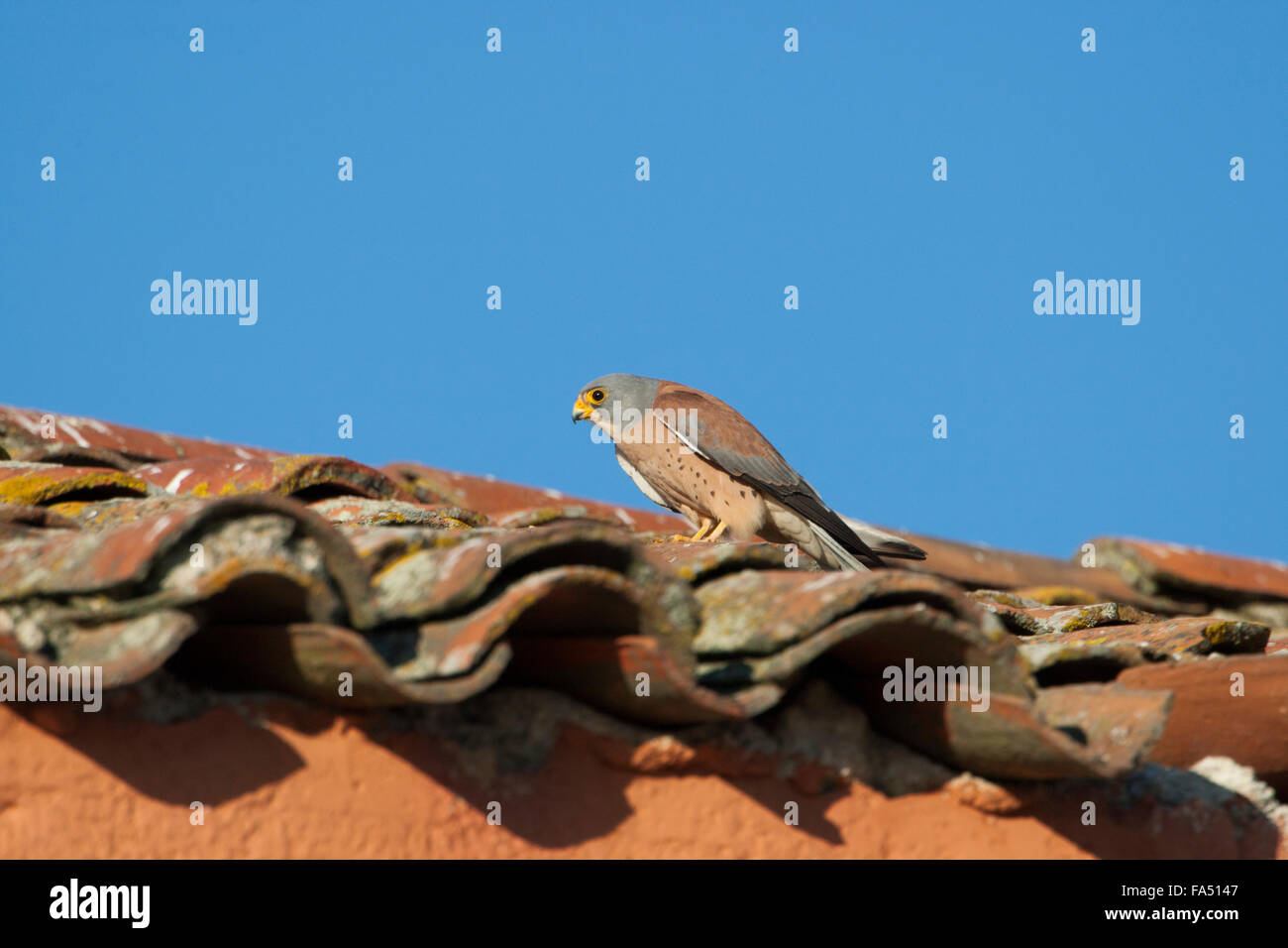 Lesser Kestrel, Falco naumanni Stock Photo - Alamy