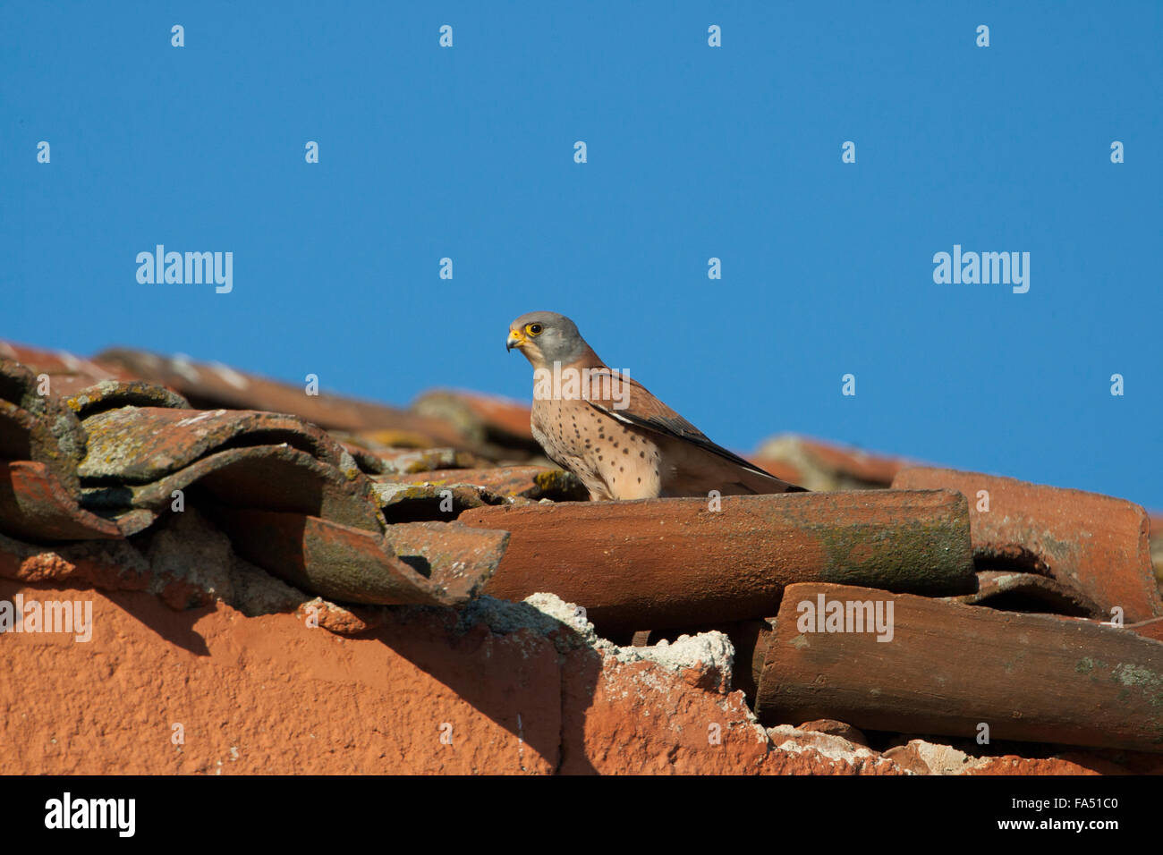 Lesser Kestrel, Falco naumanni Stock Photo - Alamy