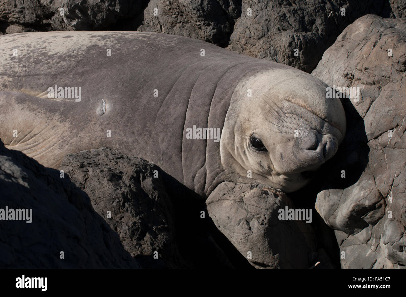 Huge Sea Lion between rocks Stock Photo - Alamy