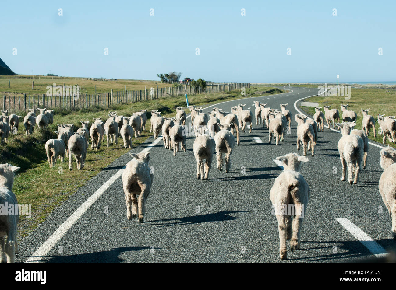 Sheep running hi-res stock photography and images - Alamy