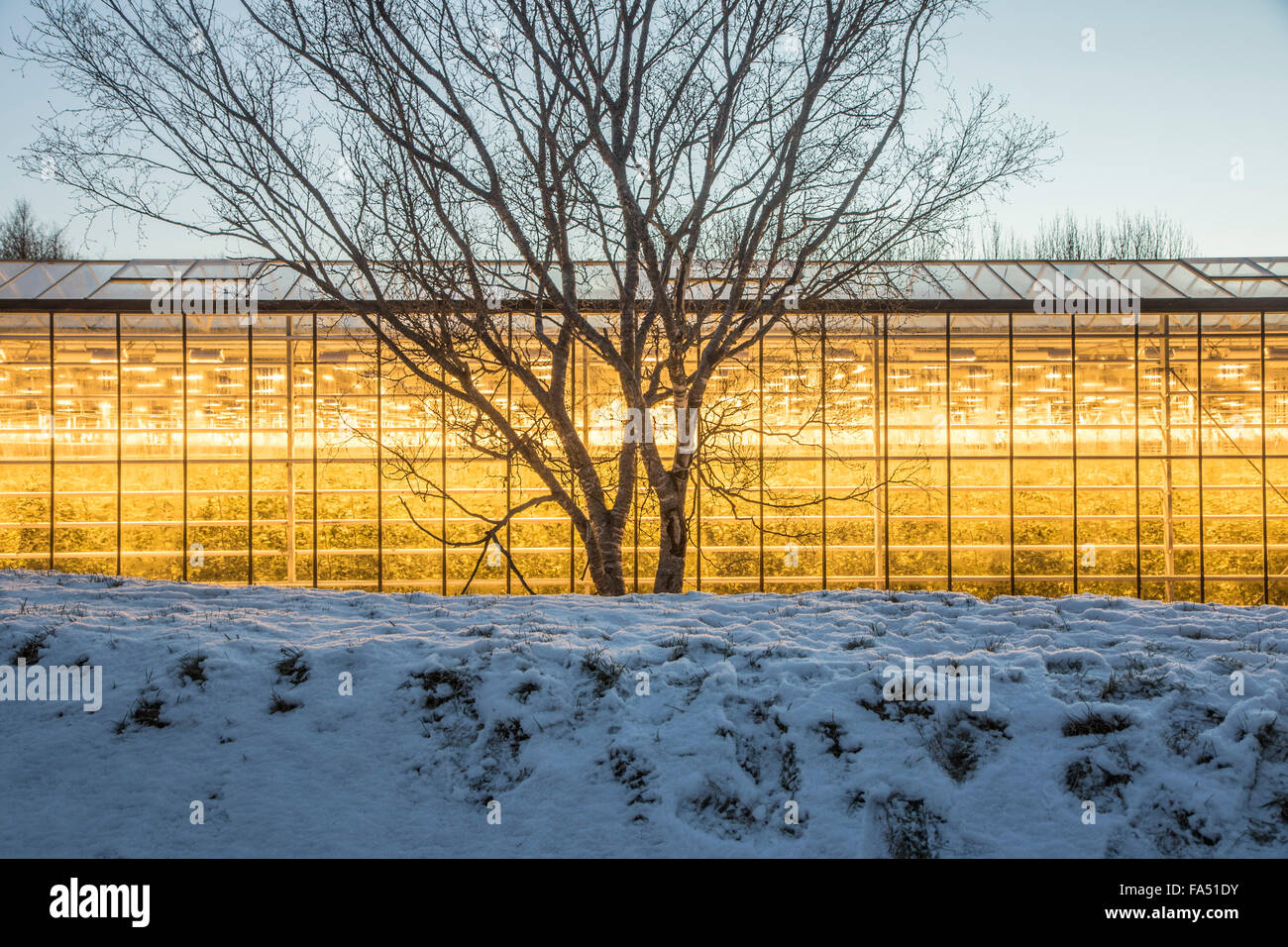Iceland fridheimar greenhouse hi-res stock photography and images - Alamy