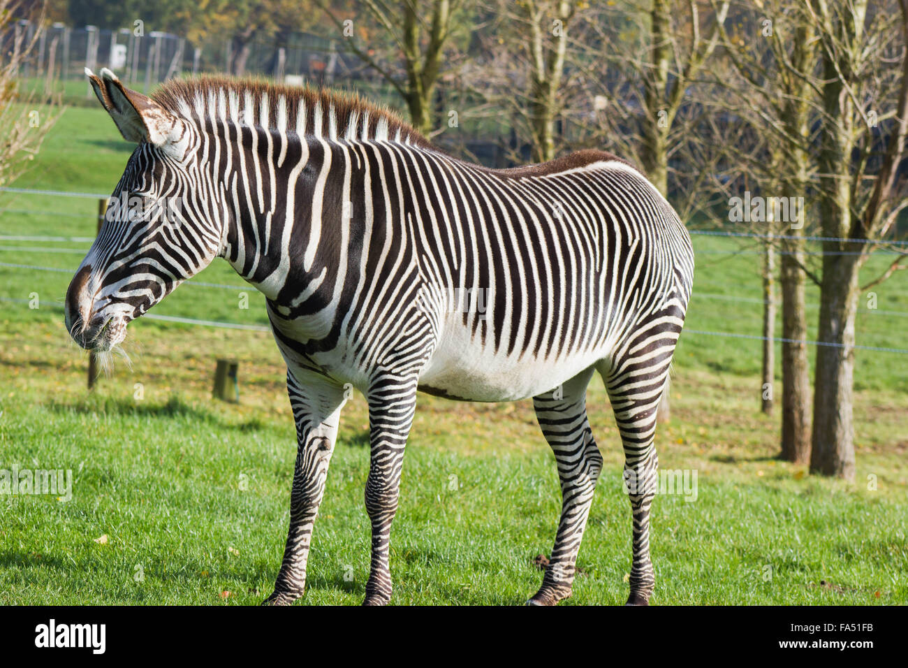 Zebra in Safari Stock Photo - Alamy
