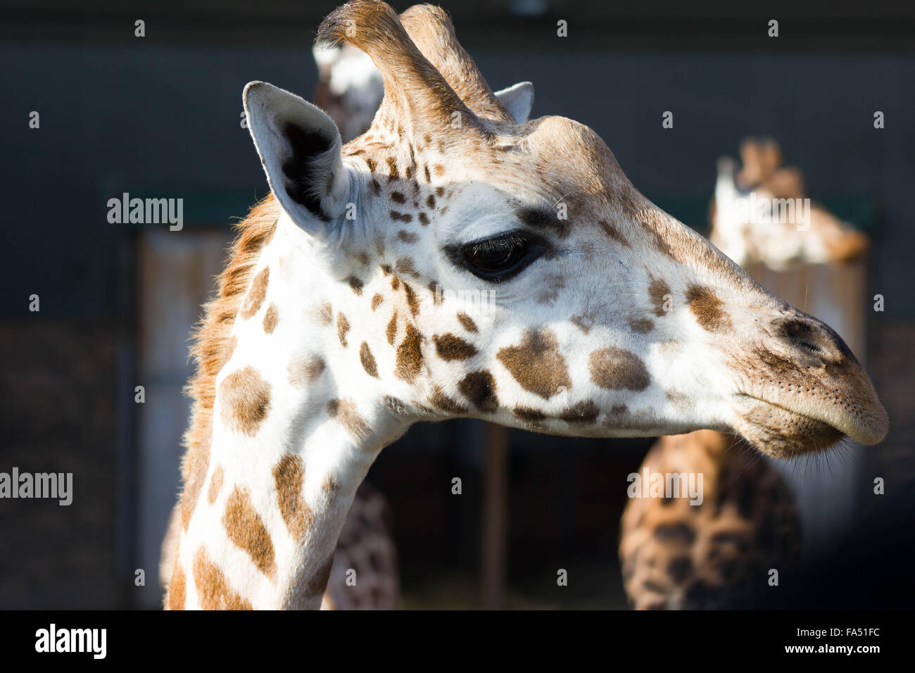 Giraffe in a Safari Stock Photo - Alamy