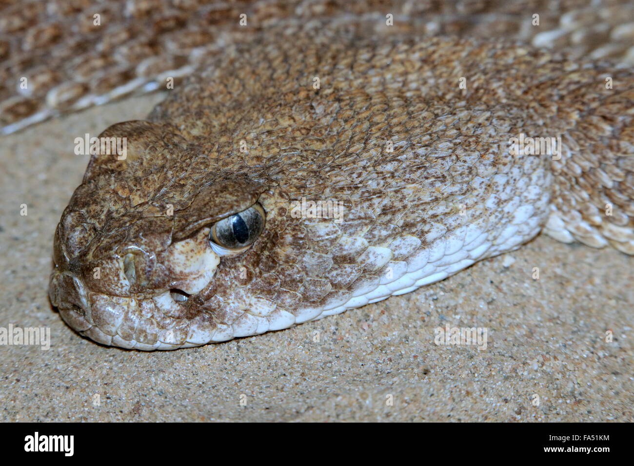 Eastern Diamondback Rattlesnake Head