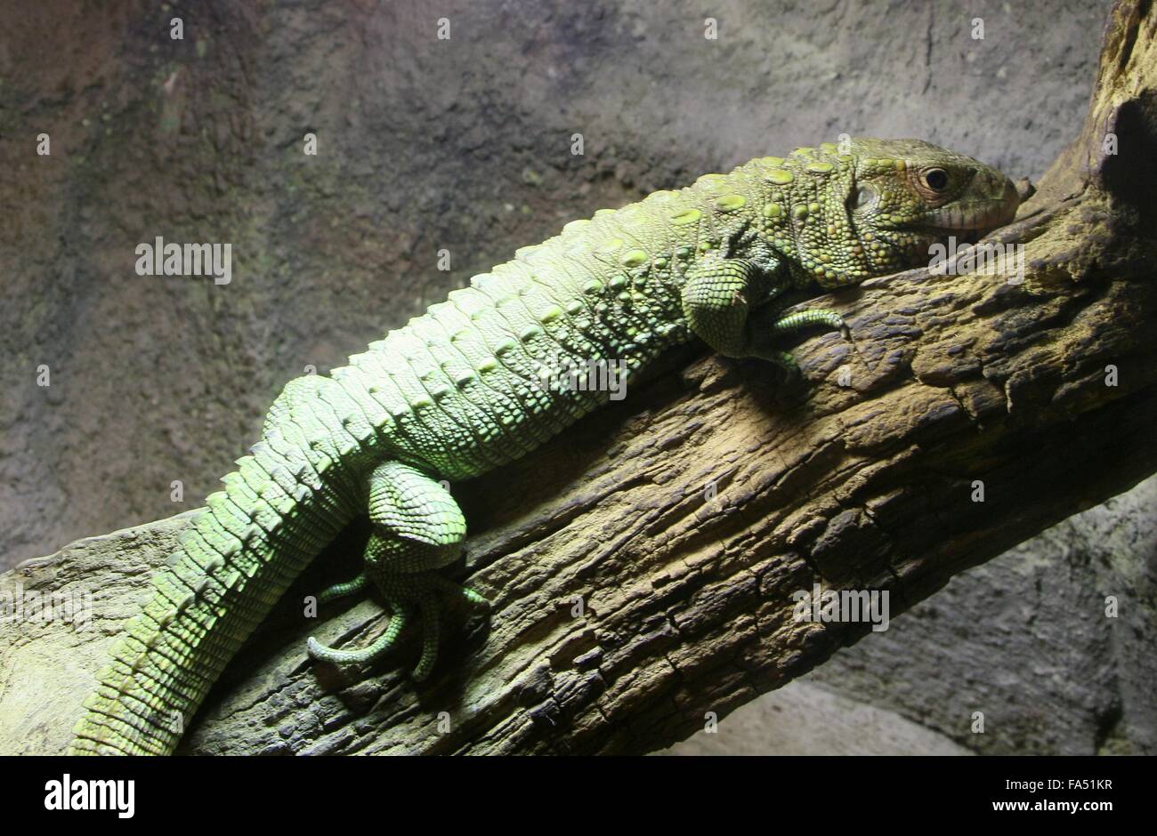 Female South American Northern caiman lizard (Dracaena guianensis), a.k ...