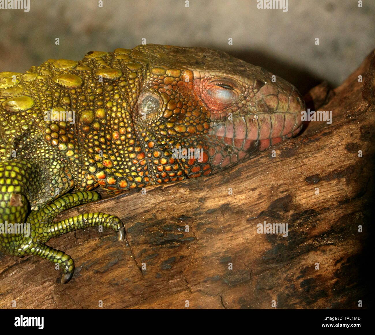 Dracaena guianensis hi-res stock photography and images - Alamy