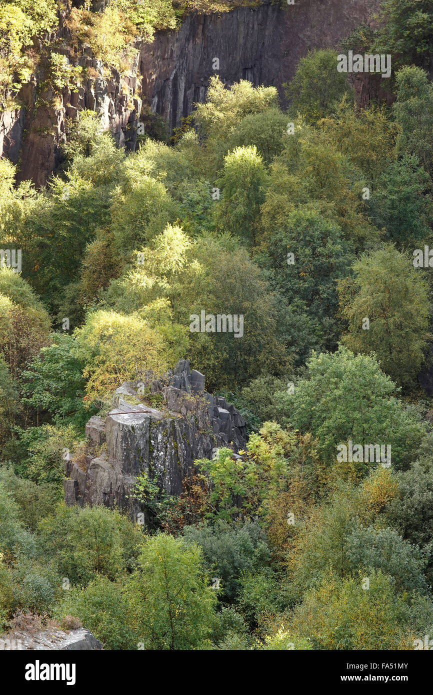 The tree covered floor of Glyn Rhonwy quarry in Llanberis, Gwynedd ...