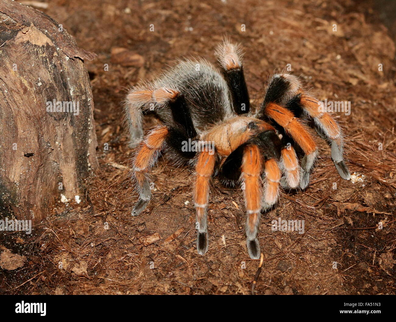 Mexican Blood-leg Tarantula (Aphonopelma bicoloratum), a.k.a. Mexican ...