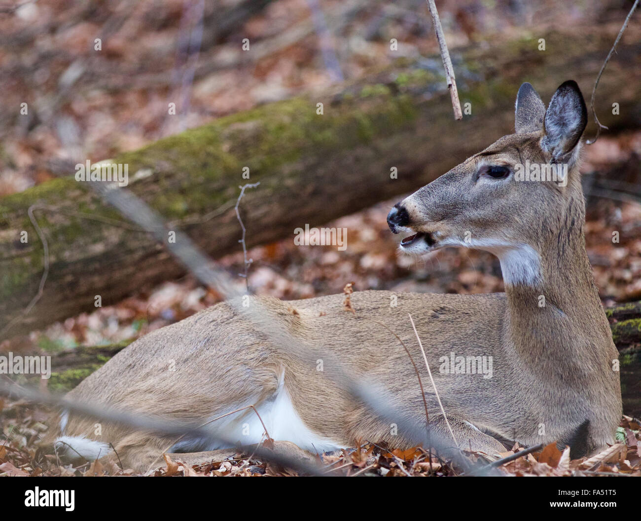 Talking wild animal hi-res stock photography and images - Alamy