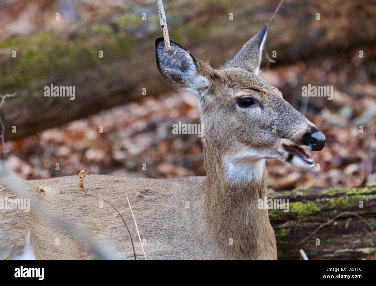 Image with the surprised wild deer Stock Photo - Alamy