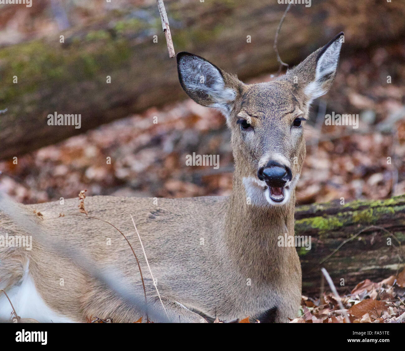 Funny picture with the screaming wild deer Stock Photo - Alamy