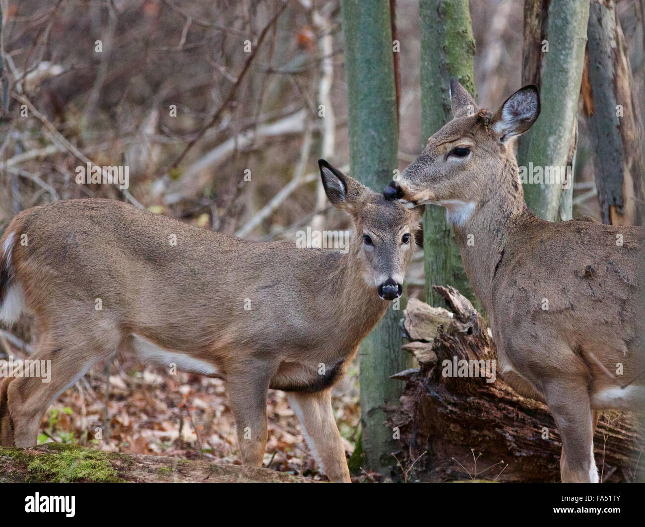 Beautiful image with the cute deers in the forest Stock Photo - Alamy