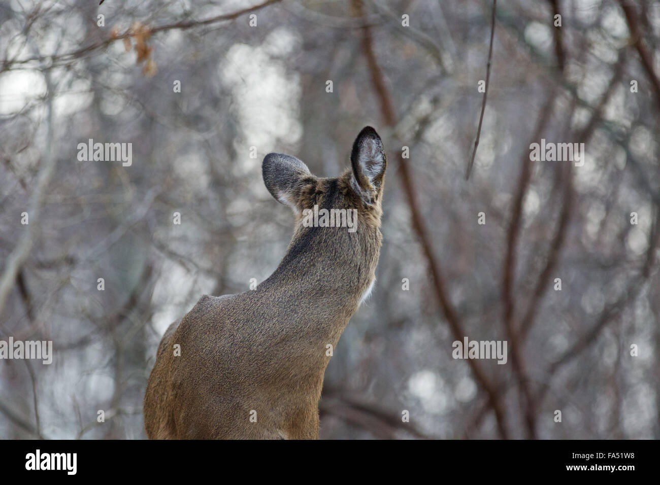 Photo of a deer looking back to the forest Stock Photo - Alamy
