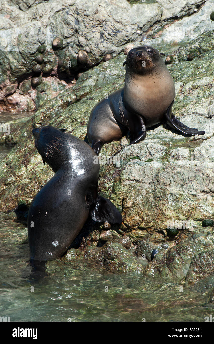 Seals on rocks hi-res stock photography and images - Alamy
