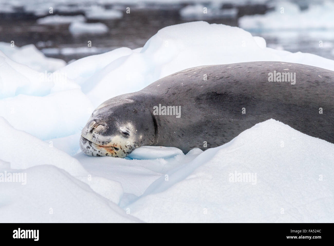 Leopard seal dozing on an iceberg in Antarctica with blood stains ...