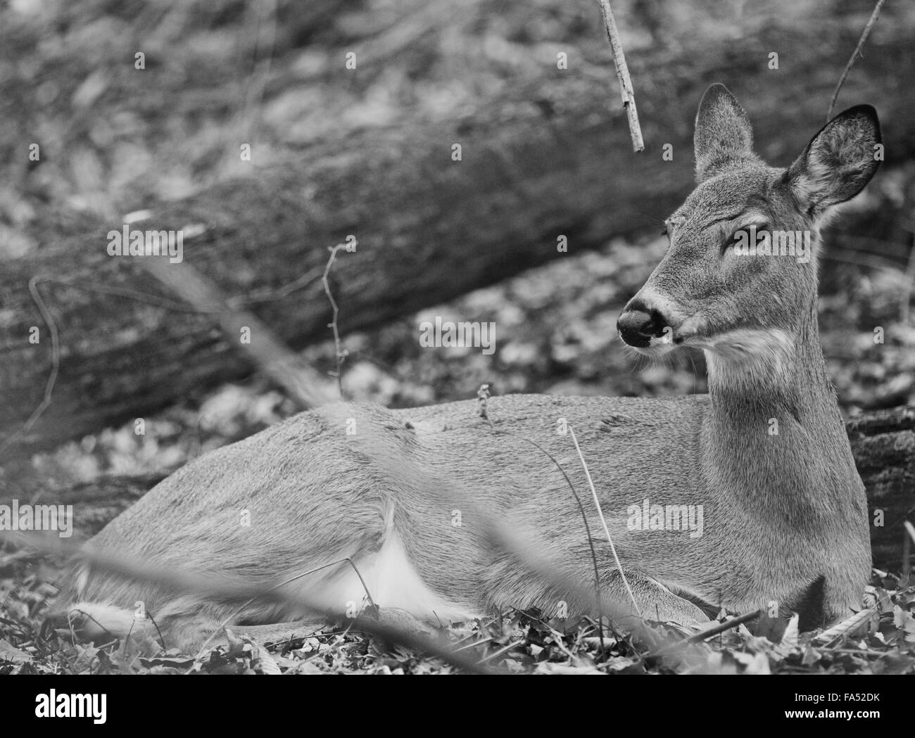 A big forest Black and White Stock Photos & Images - Alamy