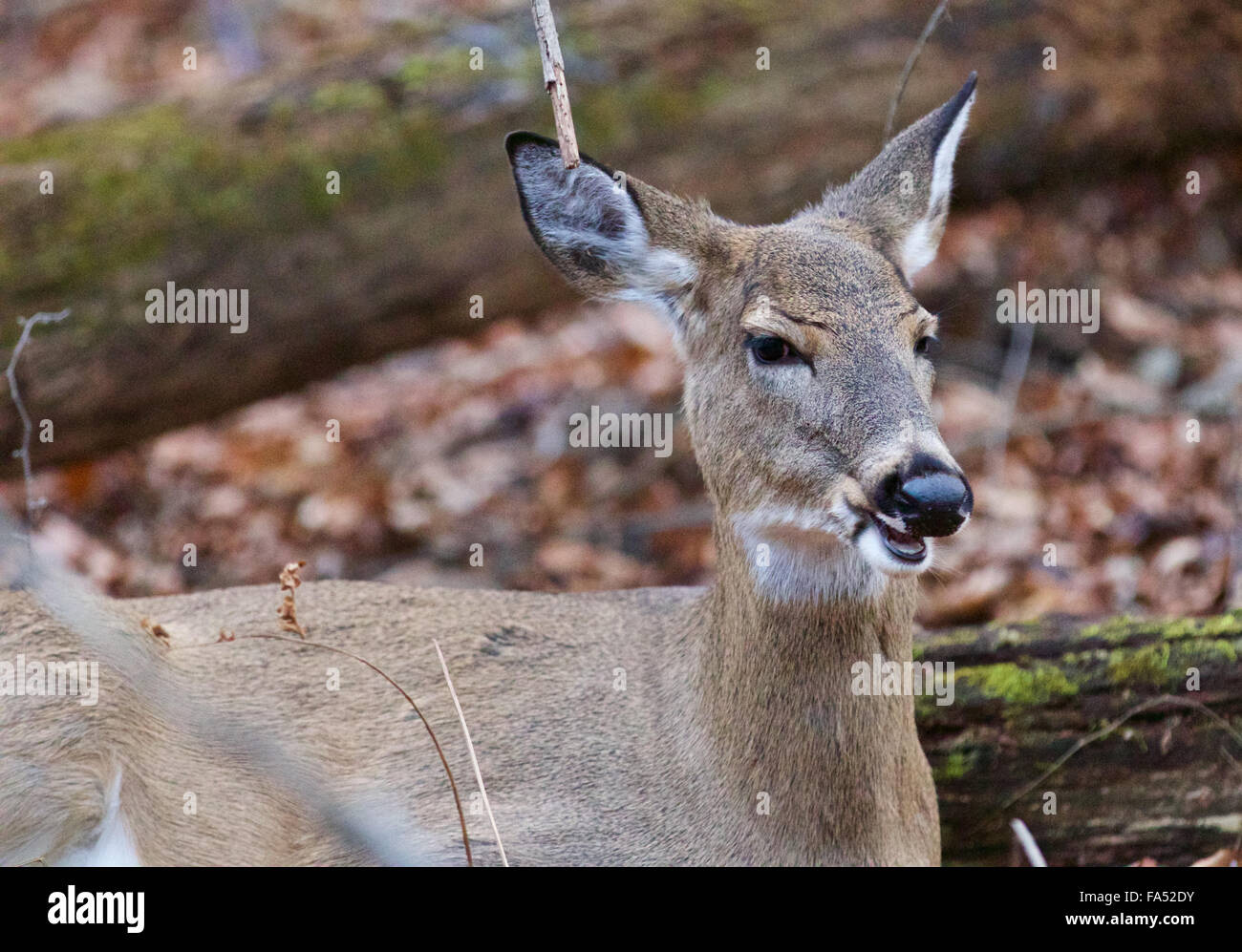 Picture with the thoughtful wild deer Stock Photo - Alamy