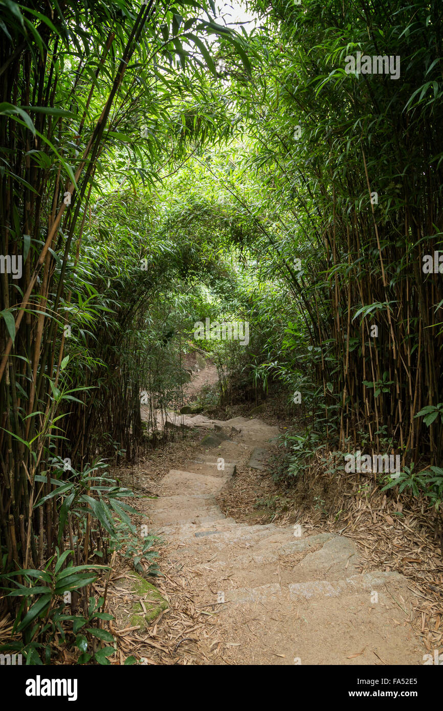 Tropical Rainforest Bengal Bamboo