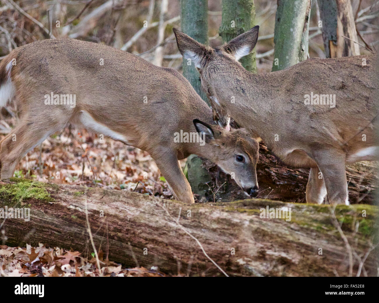 Photo of the mother-deer cleaning the fur of her son Stock Photo - Alamy