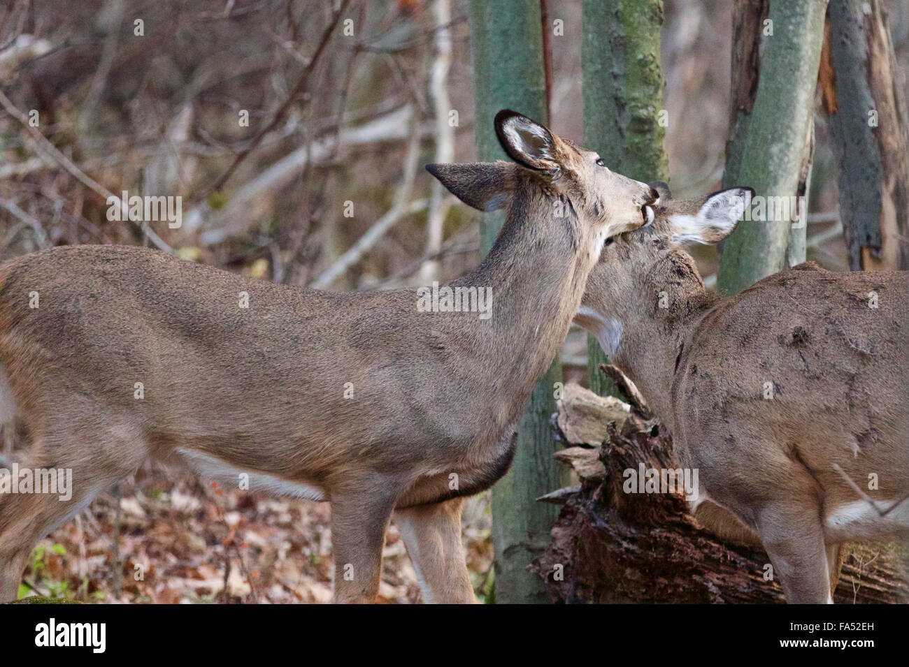 Picture with the pair of wild deers in love Stock Photo - Alamy