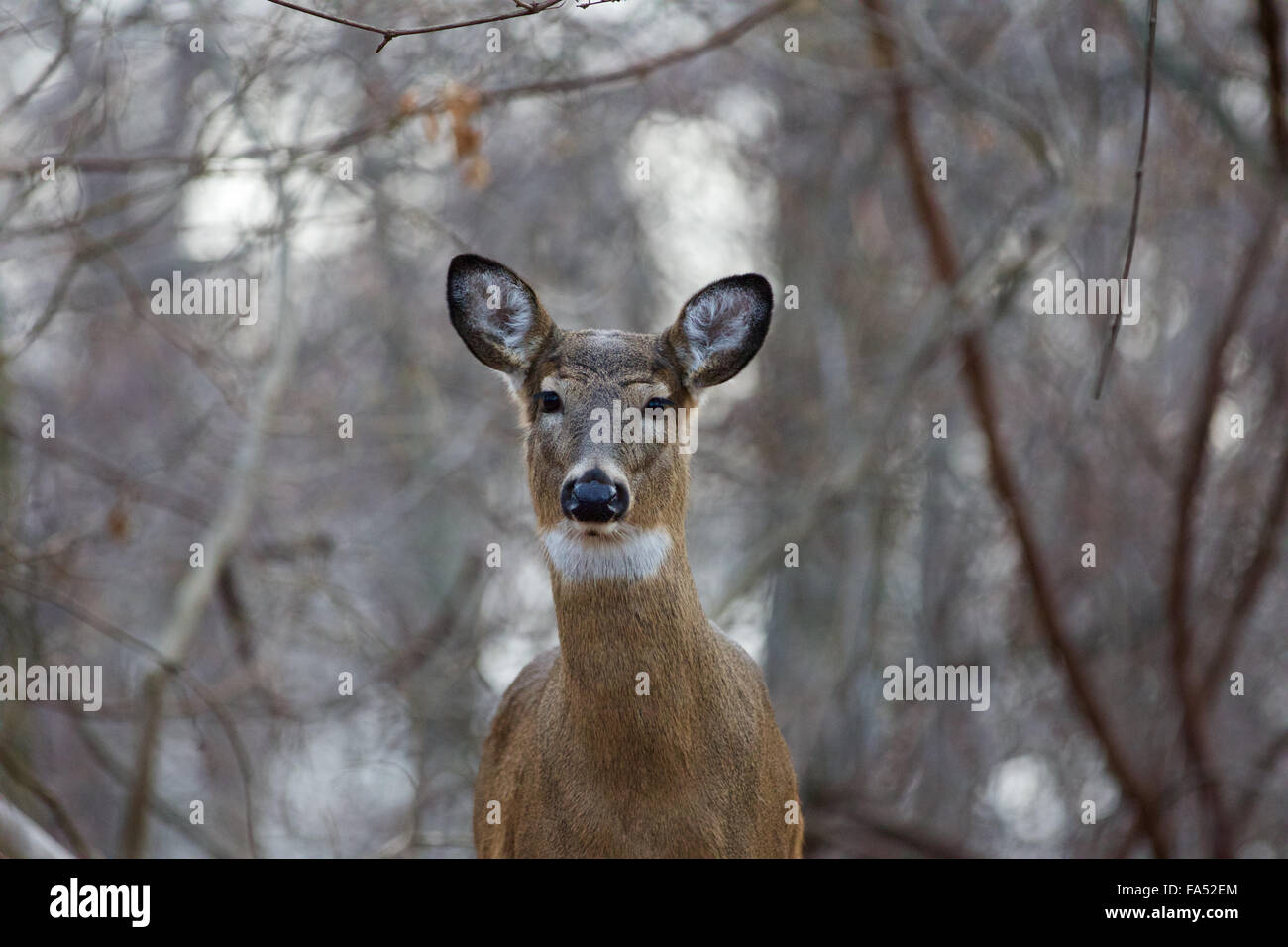 Beautiful wild deer big eyes hi-res stock photography and images - Alamy