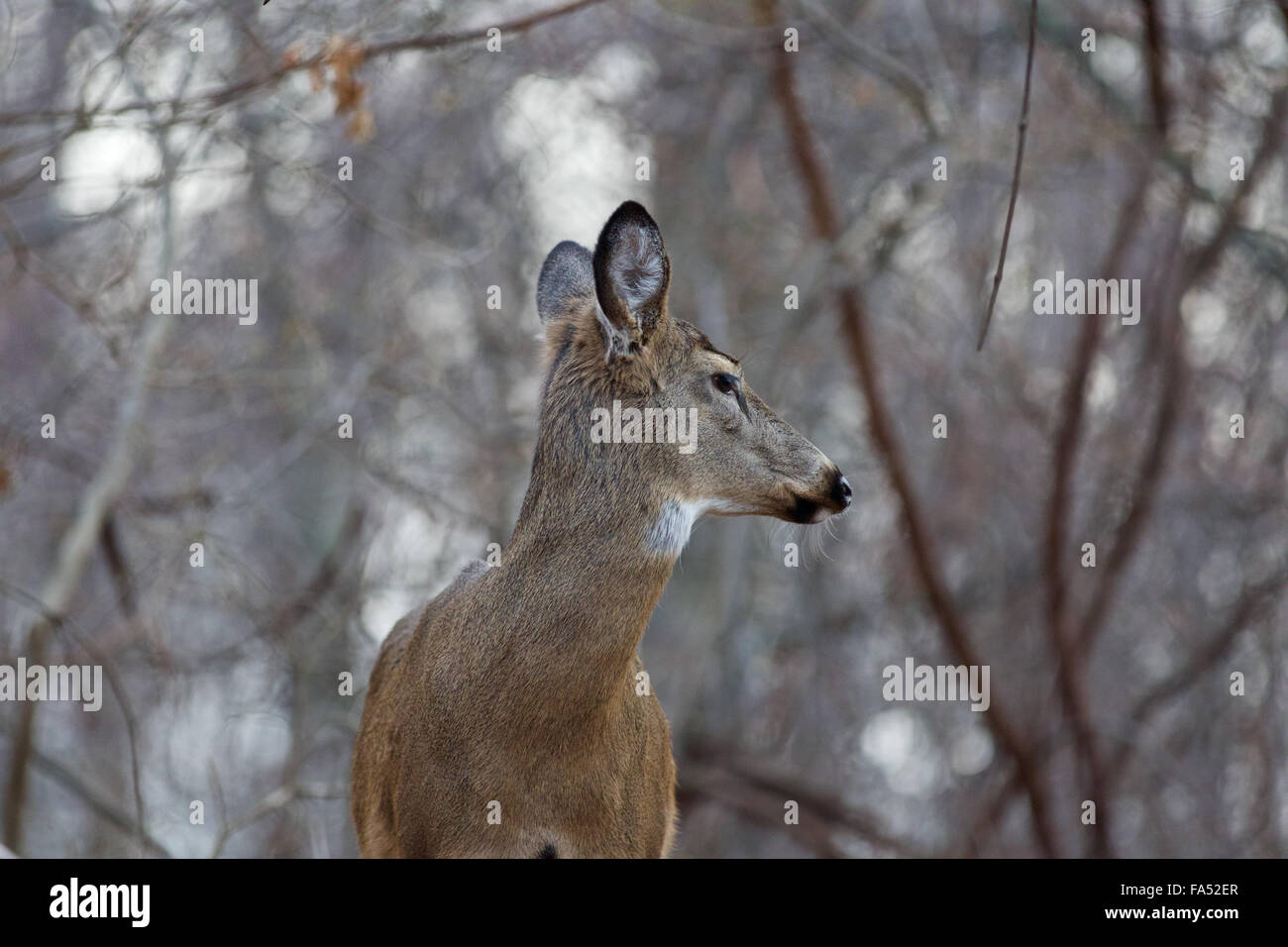 Image of the wild deer looking back Stock Photo - Alamy