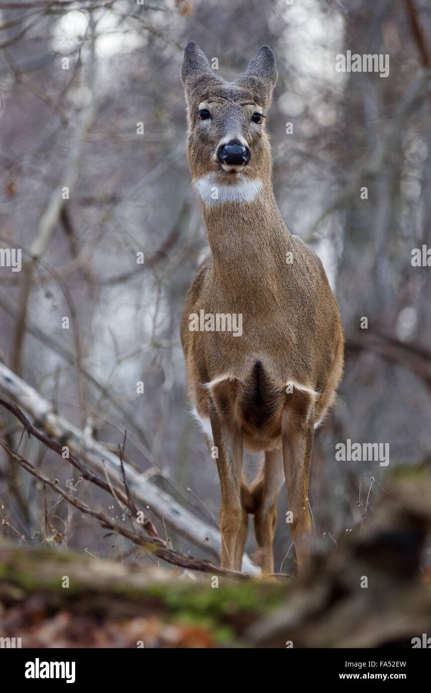 Beautiful photo of a wild deer in the forest Stock Photo - Alamy