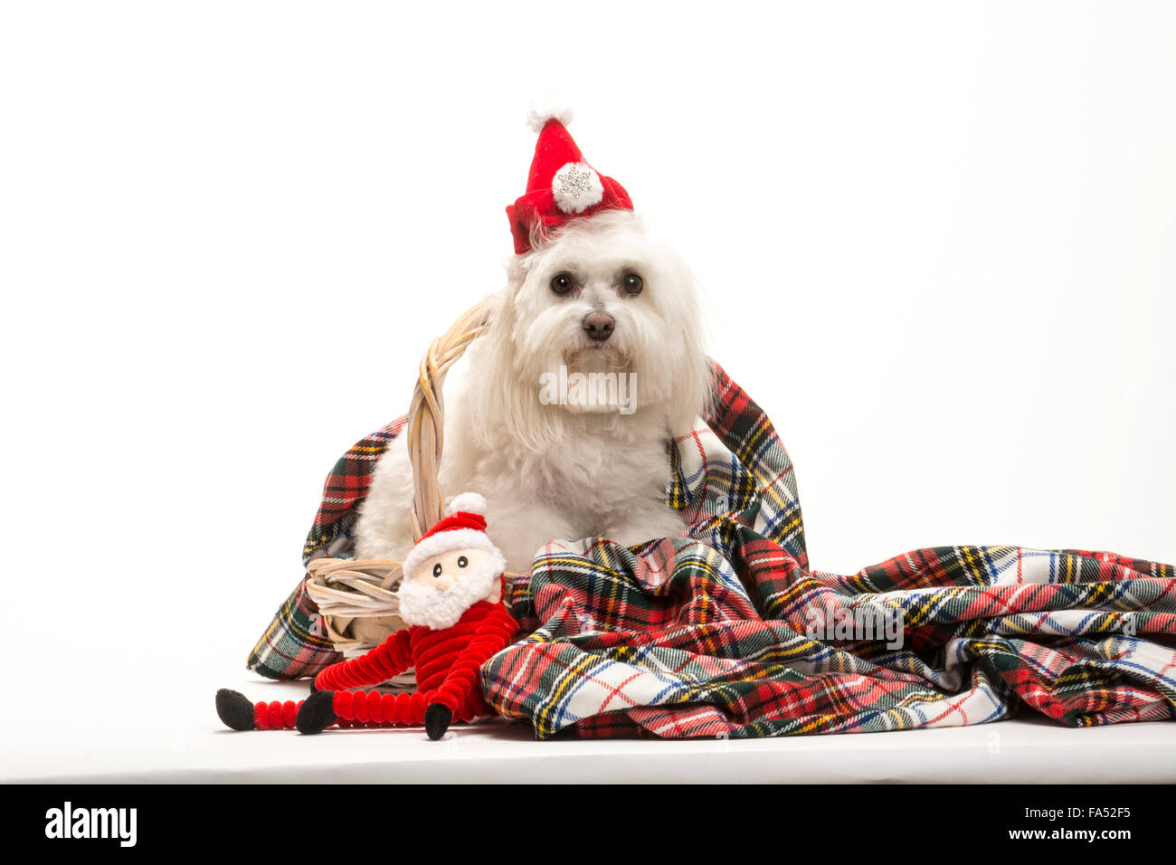 Santas pet hi-res stock photography and images - Alamy