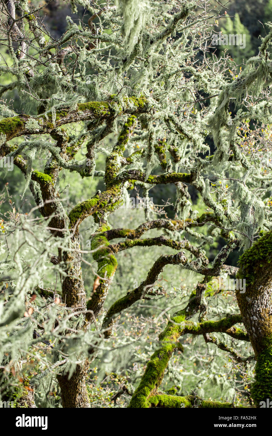 Lace lichen oak tree hi-res stock photography and images - Alamy
