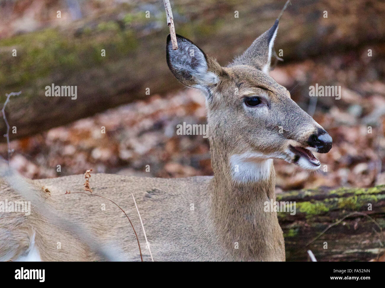 Picture with the surprised wild deer Stock Photo - Alamy