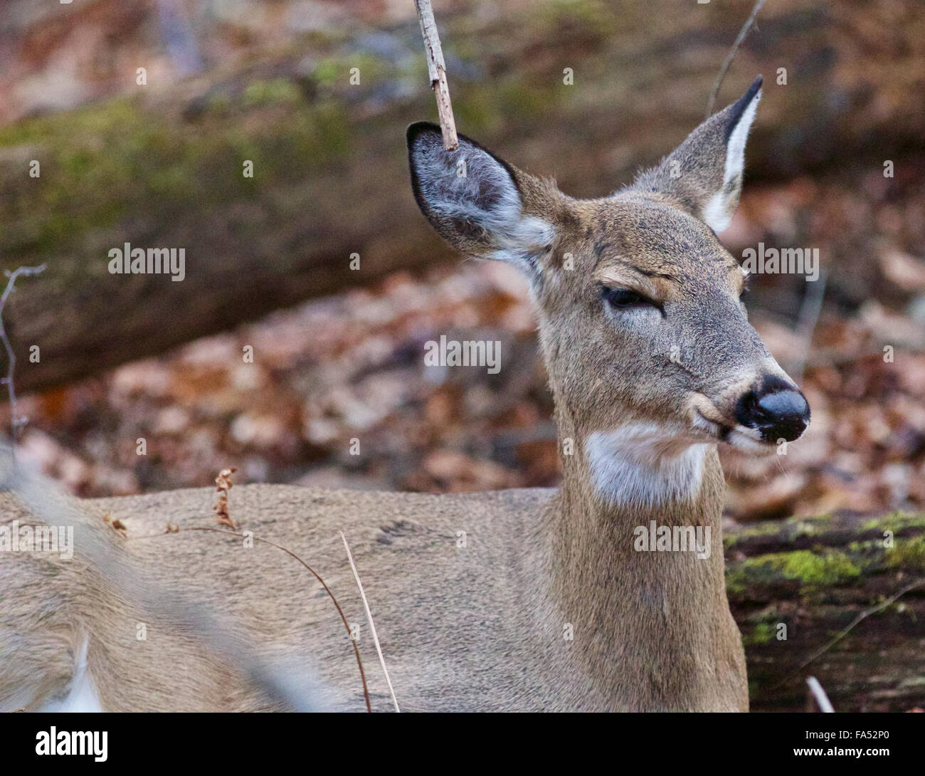 Image with the happy deer in the forest Stock Photo - Alamy