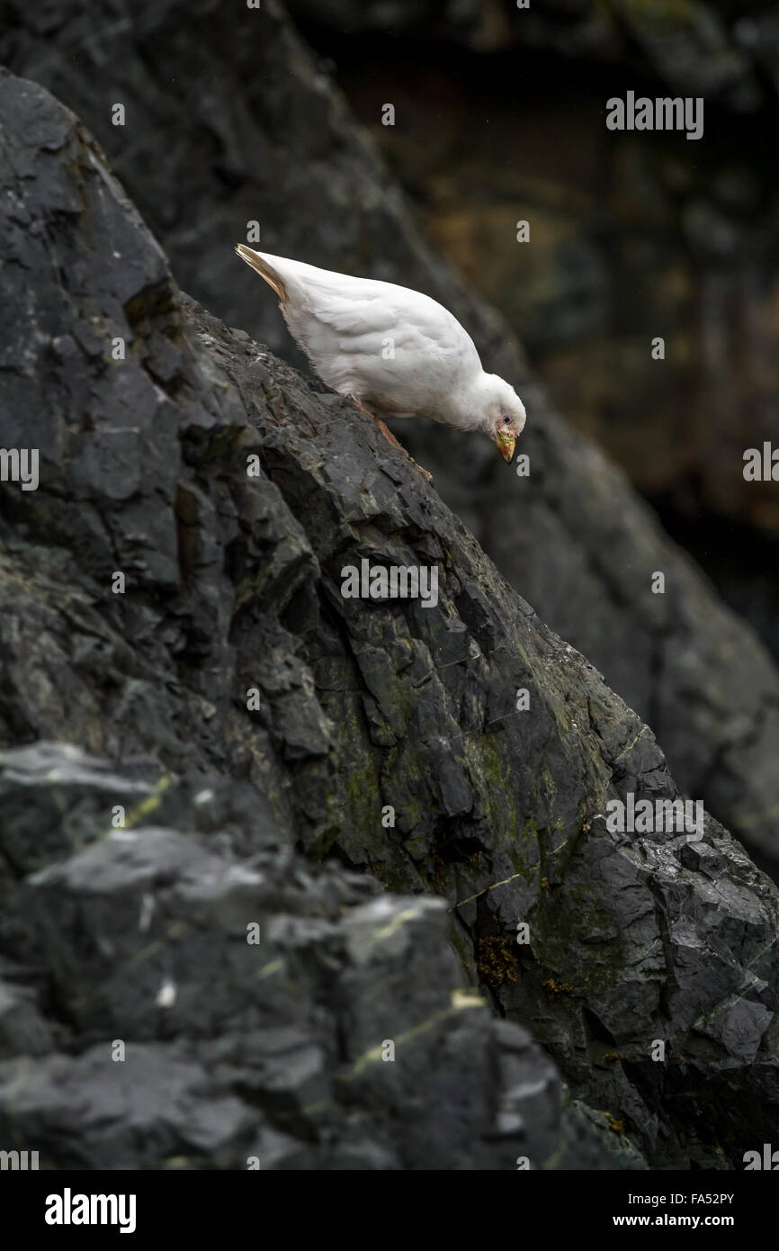 Snowy sheathbill (Chionis albus) on land at Orne Harbour, Antarctica ...