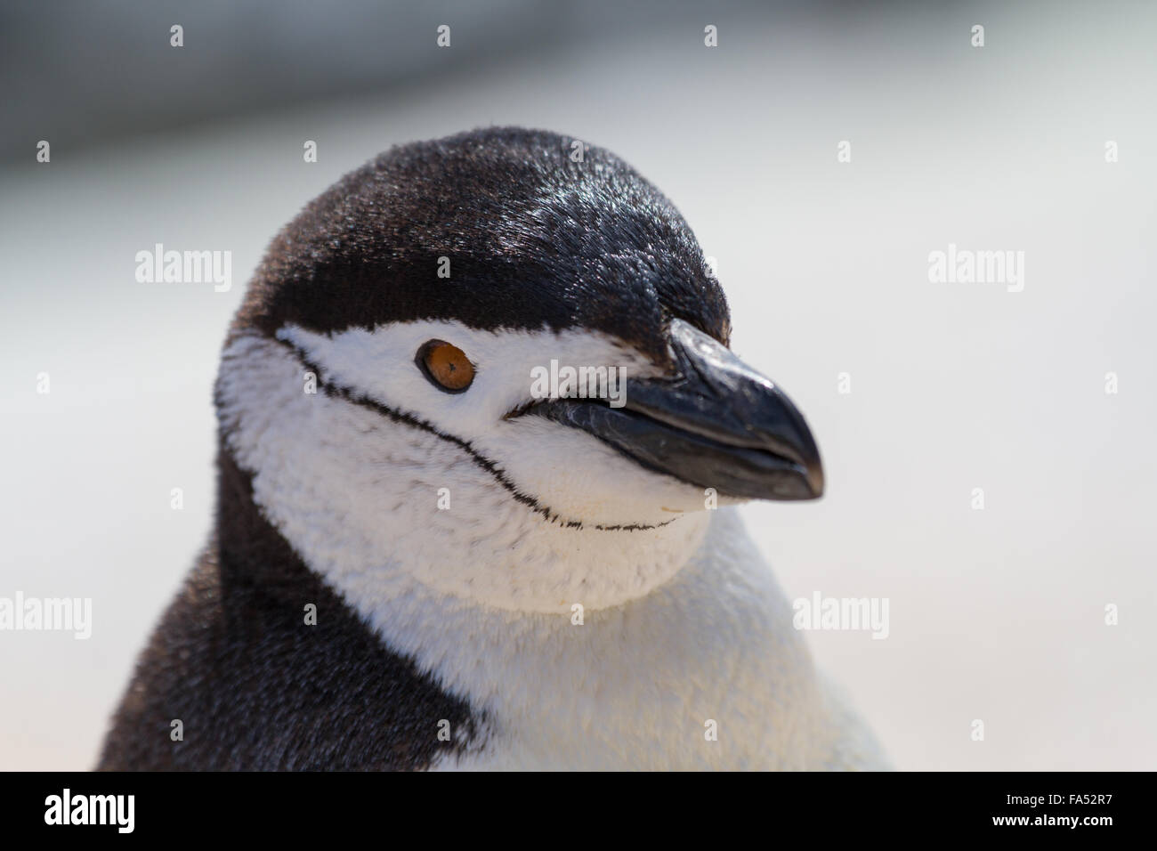 Beautiful portrait of a beautiful and clean chinstrap penguin in ...