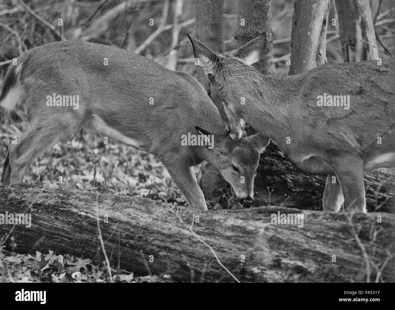 Background from wild forest Black and White Stock Photos & Images - Alamy