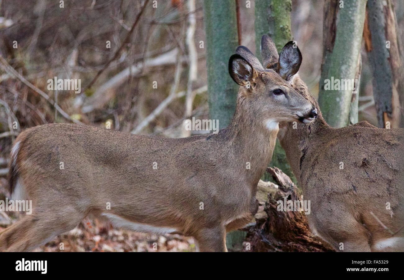Two beautiful deers together in the forest Stock Photo - Alamy
