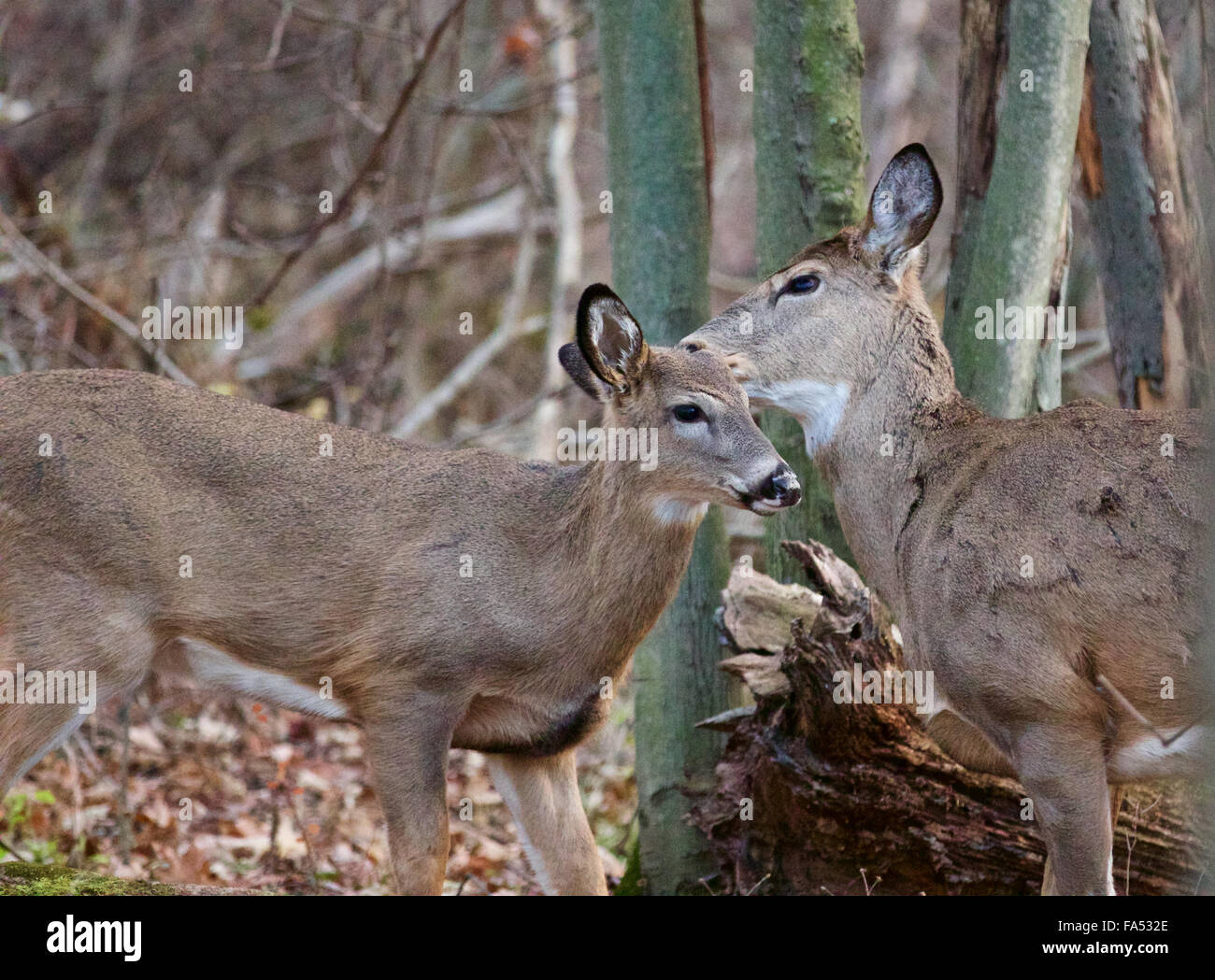 Cute pair of deers are showing their love to each other Stock Photo - Alamy